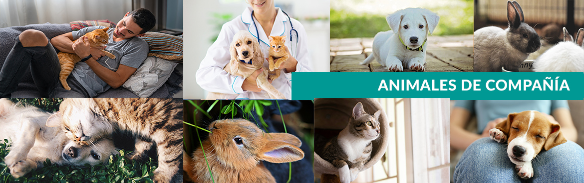 Animales de compañía | MSD Animal Health España