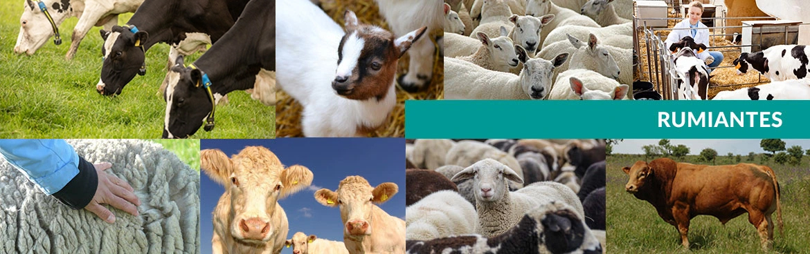 Rumiantes (bovino y ovino) - MSD Animal Health España