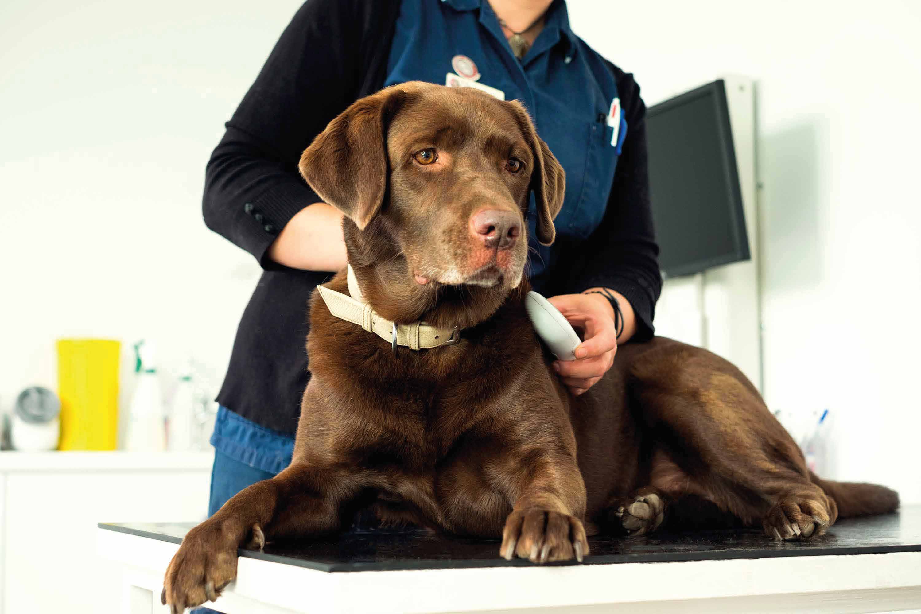 Thermochip® y Thermochip® Mini | MSD Animal Health España