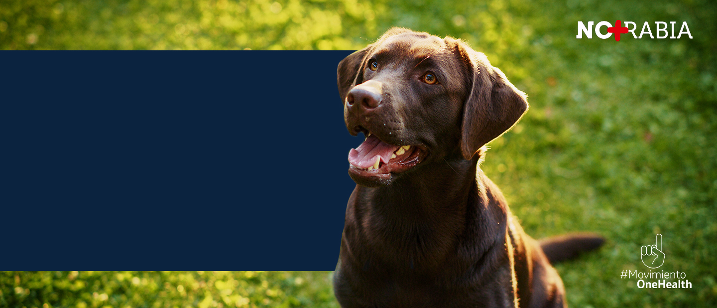 MSD Animal Health España