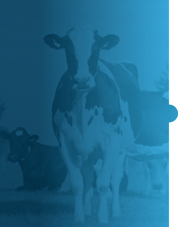 Flujo 2 Preparación Secado - Formulario | MSD Animal Health España