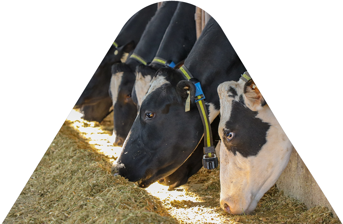 SenseHub® | MSD Animal Health España