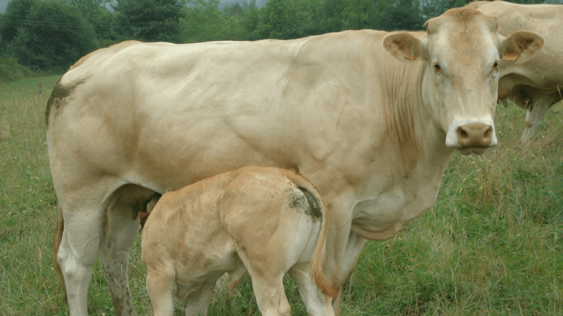 Bovilis Cryptium® | MSD Animal Health España