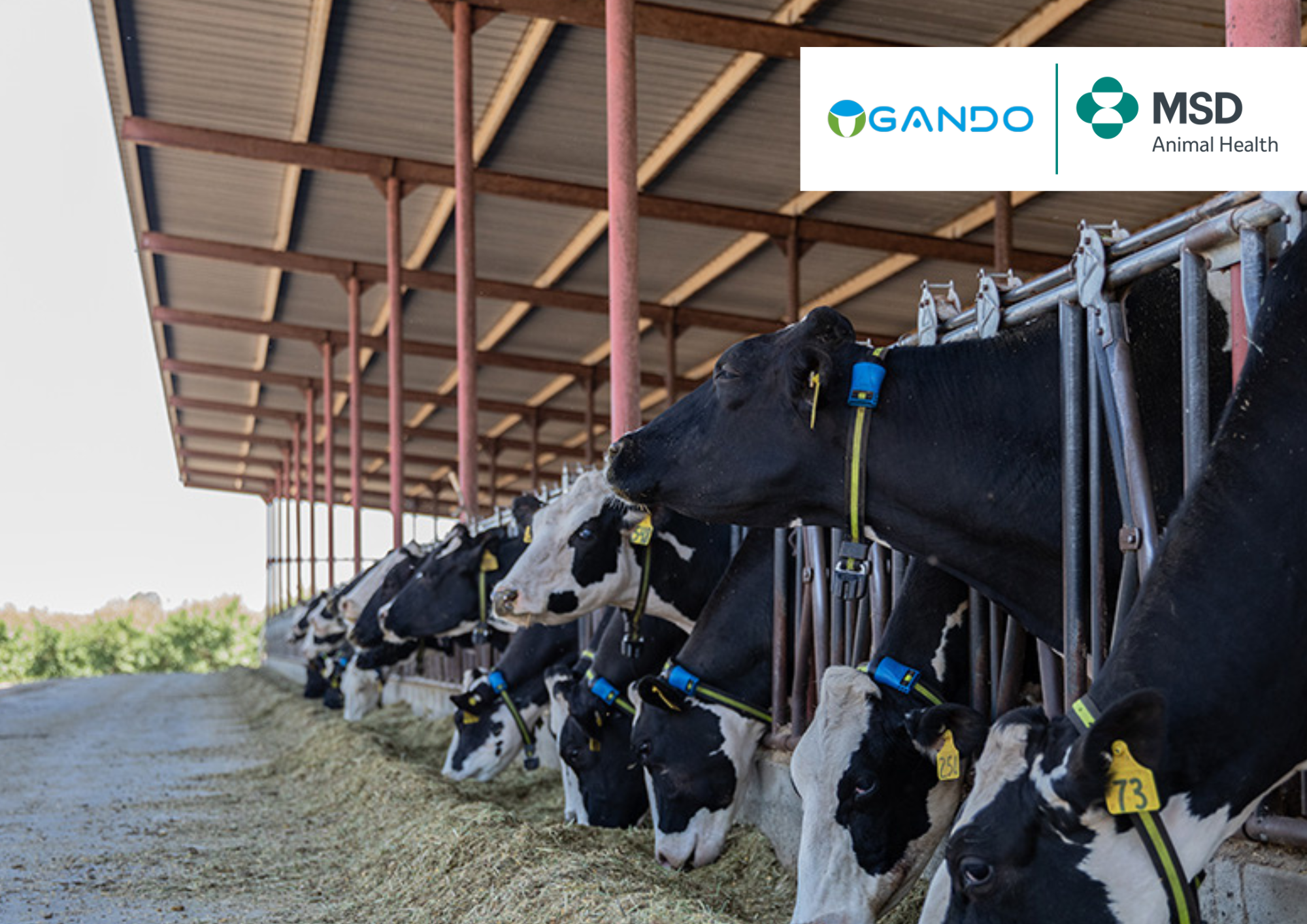 Las plataformas Gando y SenseHub® de MSD Animal Health unen fuerzas para la mejor monitorización ...