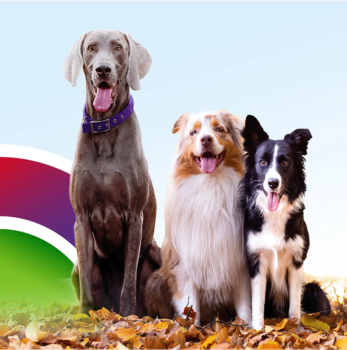 BRAVECTO® triUNO - MSD Animal Health España